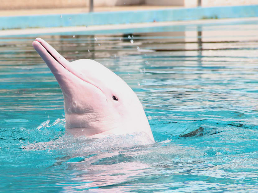 Pink dolphin born at Underwater World Singapore - TODAY