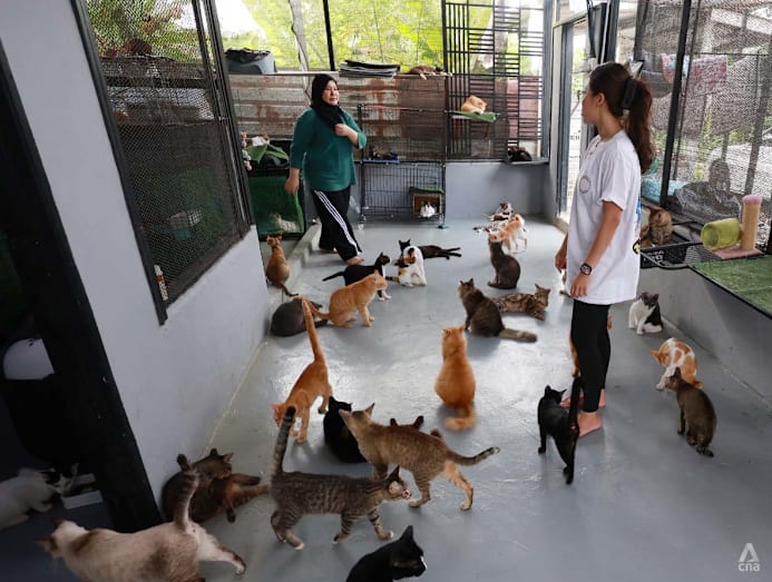 'Nobody else will step up': The Singaporean giving up her dreams so she ...