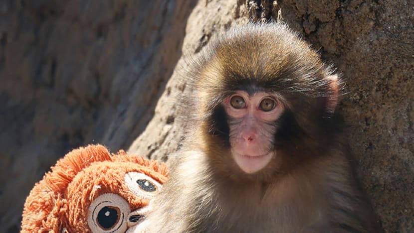 Fans flock to Japan zoo to see viral baby monkey Punch - CNA