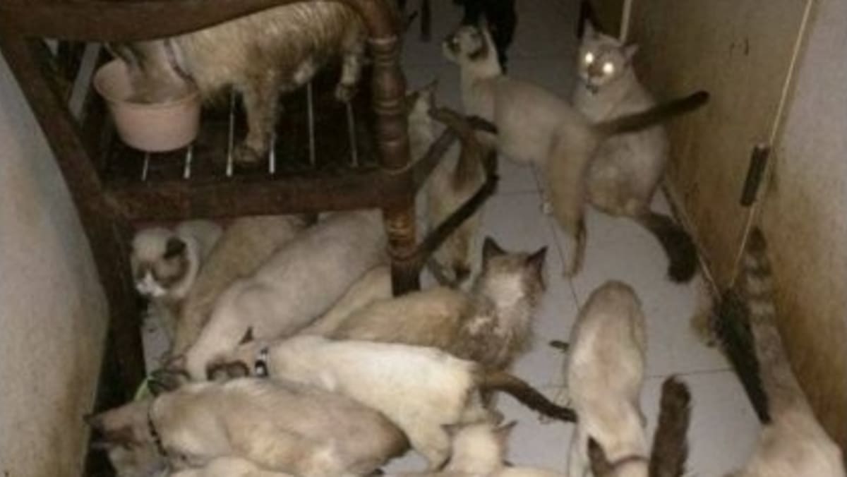 Managing animal hoarding not a straightforward affair, say animal ...