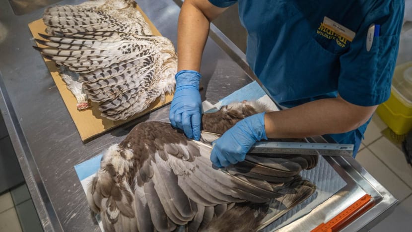Rescued eagle flies again after receiving new feathers from Jurong Bird ...