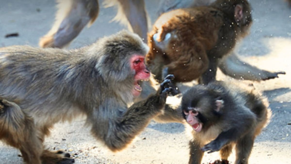 Abandoned baby monkey Punch gets bullied again despite making some ...