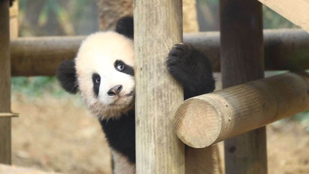 Panda Power: The Rise of Furry Diplomats - The Race to Breed China’s ...