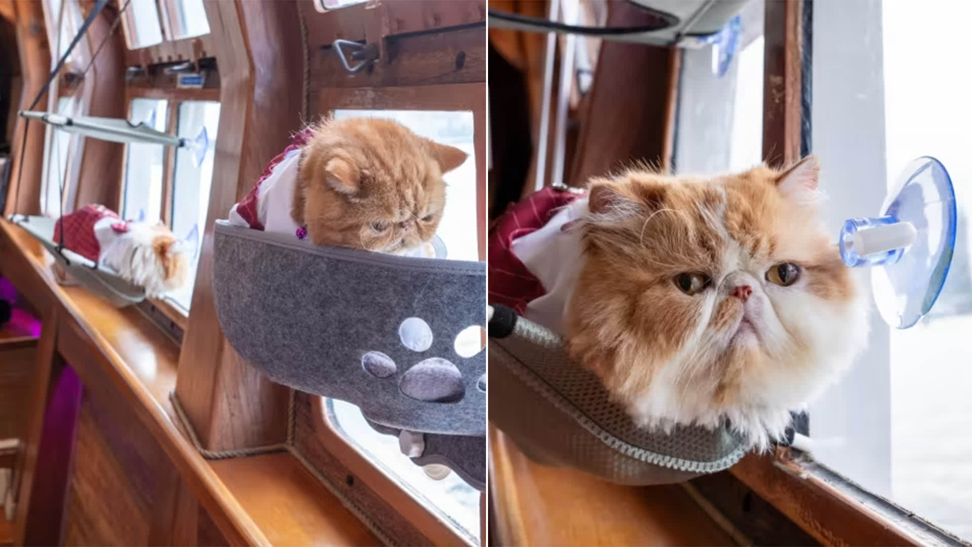 Cat Cruises Now Available In Singapore — What It’s Like To Take Your ...