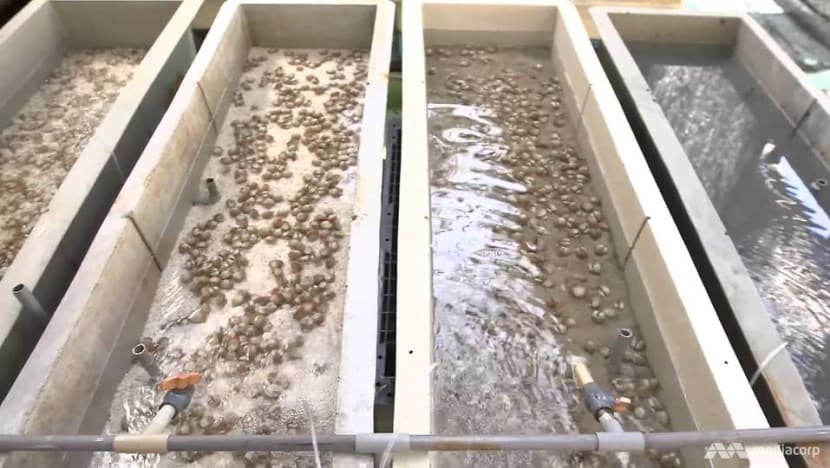 No more 'hum' in laksa? Why cockles are becoming costlier and harder to ...