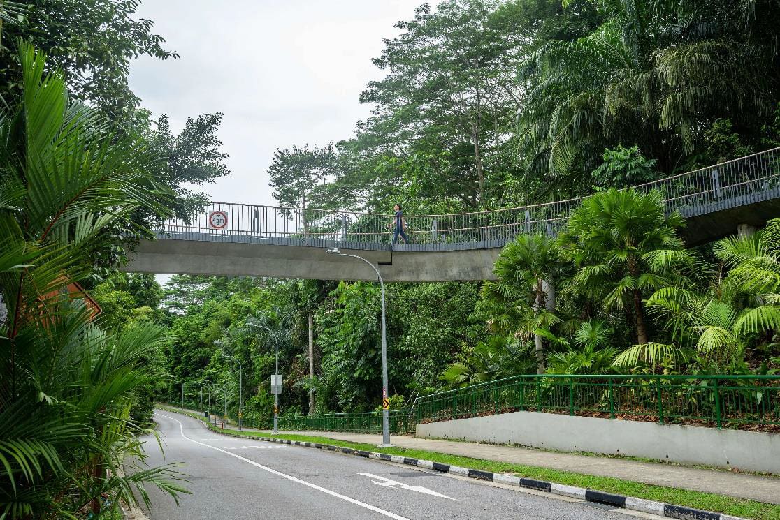 New 200m long pedestrian bridge opens at Singapore Botanic Gardens - CNA