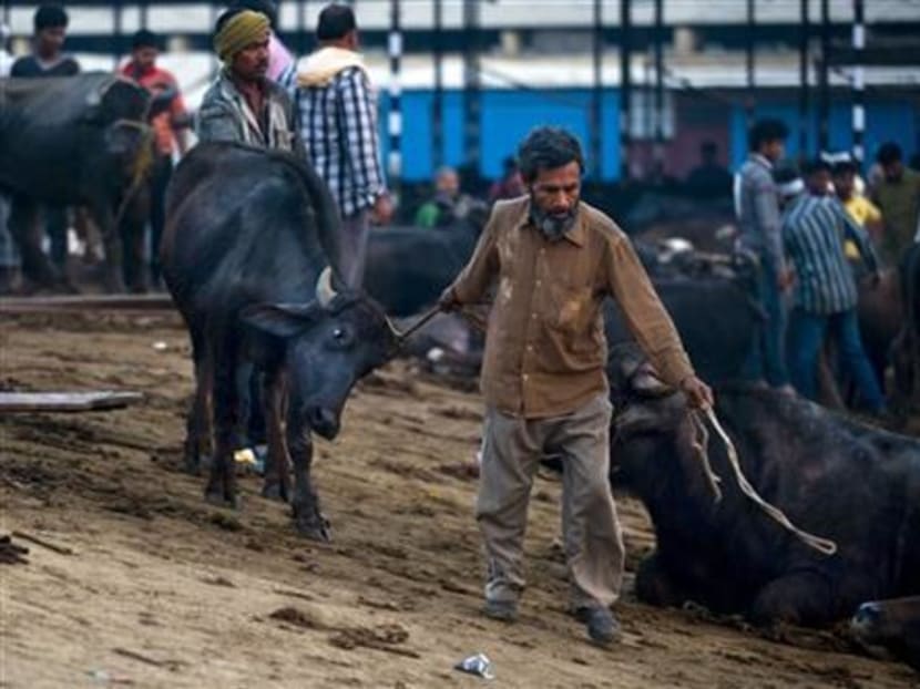 India's die-hard Hindus push to ban beef in blow to poor - TODAY