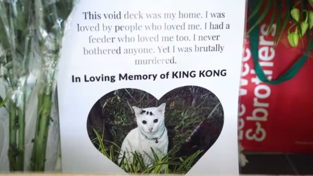 Apa langkah perlu diambil untuk tangkap pendera kucing masyarakat ...