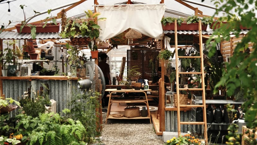 "Kebon Dapor" subur dengan tanaman masakan Melayu - BERITA Mediacorp