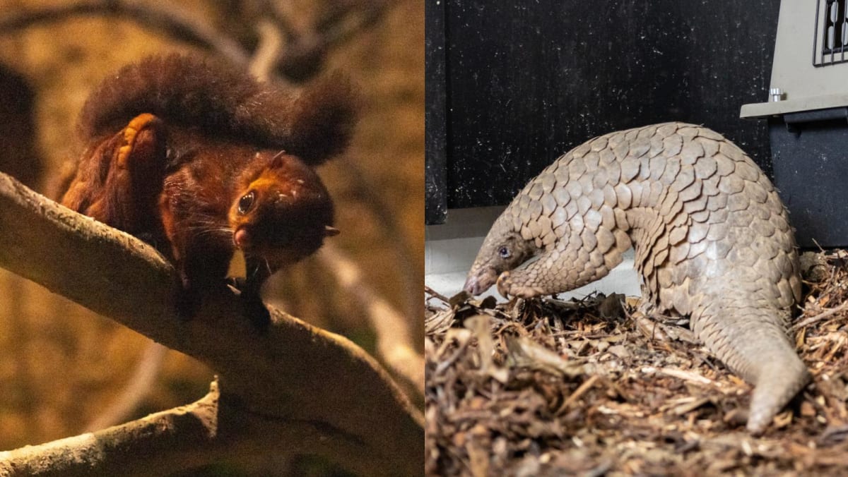 Night Safari will soon have a new walking trail where visitors can see ...