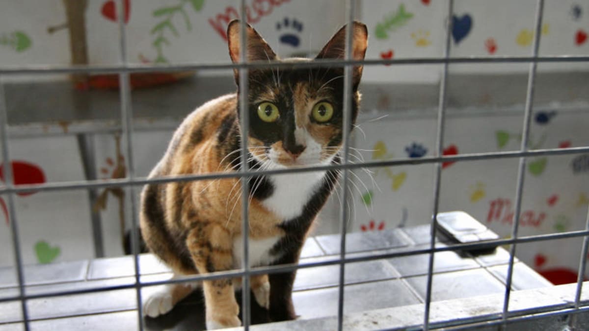 Surge in abandoned cats — is microchipping the answer? - TODAY