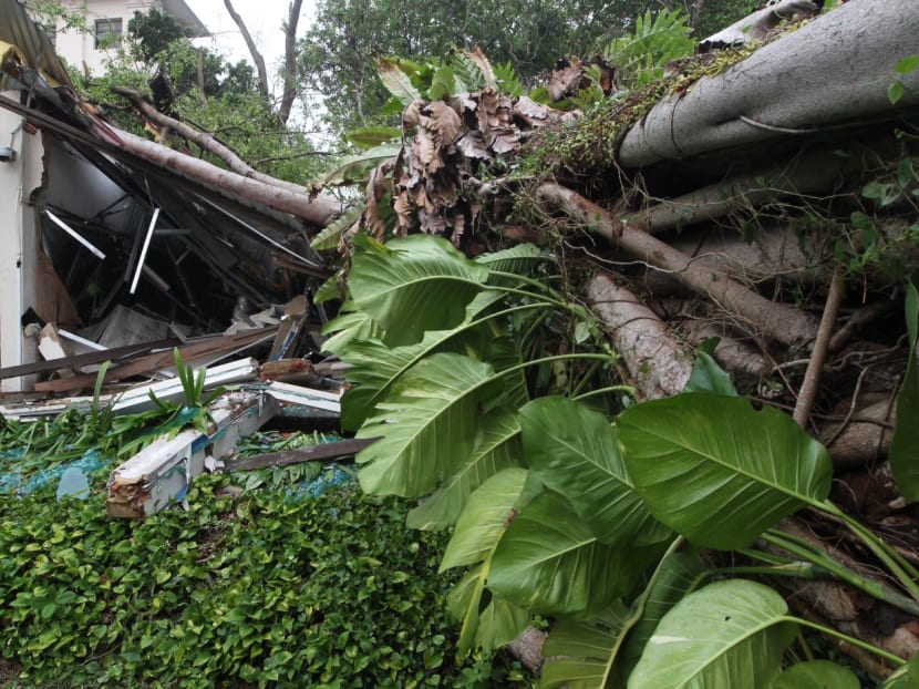 Men trapped after tree falls at Alexandra Hospital - TODAY