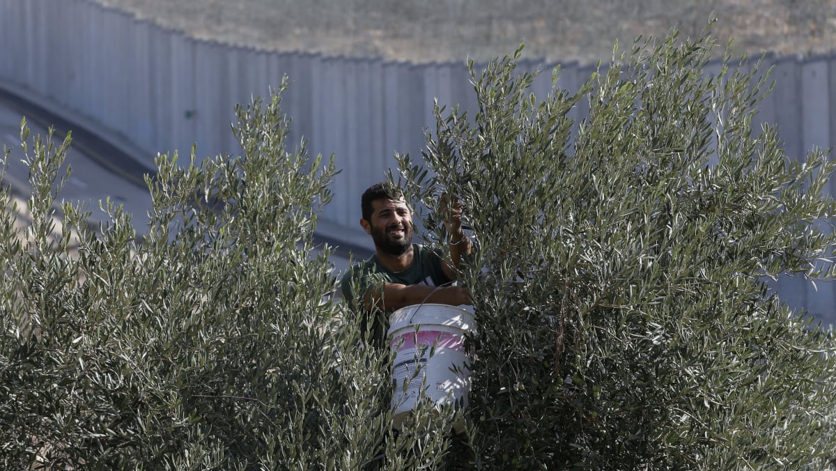 75% pokok zaitun di Gaza musnah akibat serangan Israel - BERITA Mediacorp