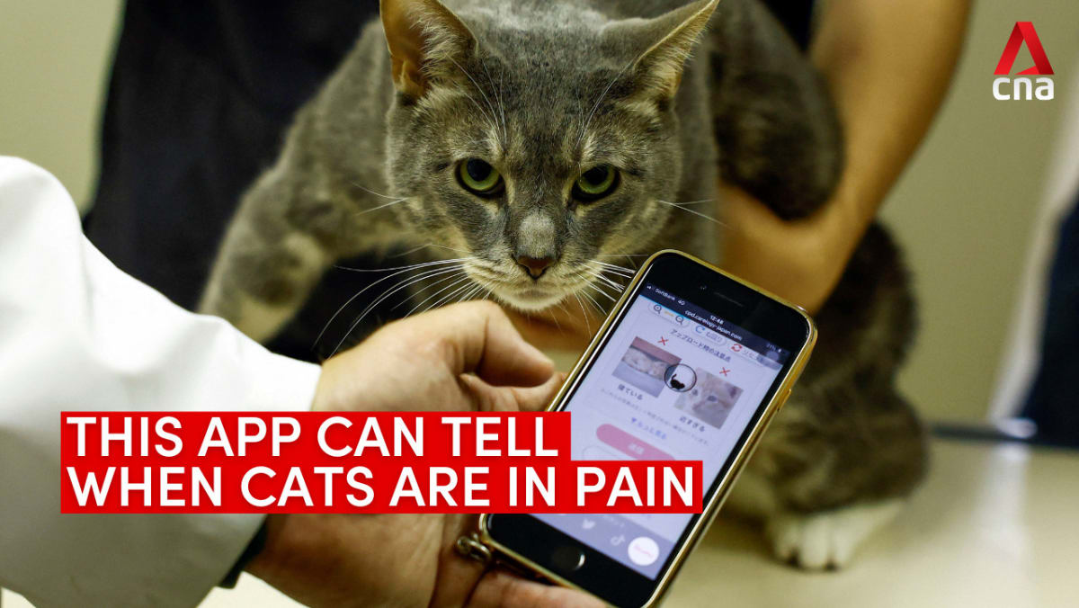 New CatsMe! app in Japan uses AI to detect when cats are in pain ...