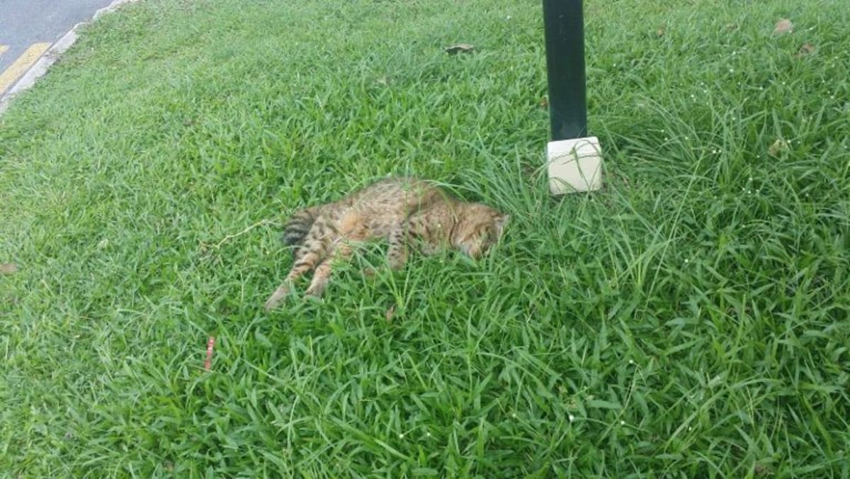 Kematian kucing Yishun: Ada kucing tidak mati didera - BERITA Mediacorp