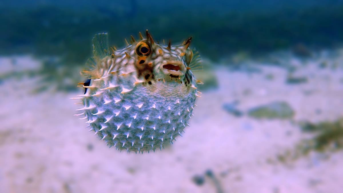 fugu fish