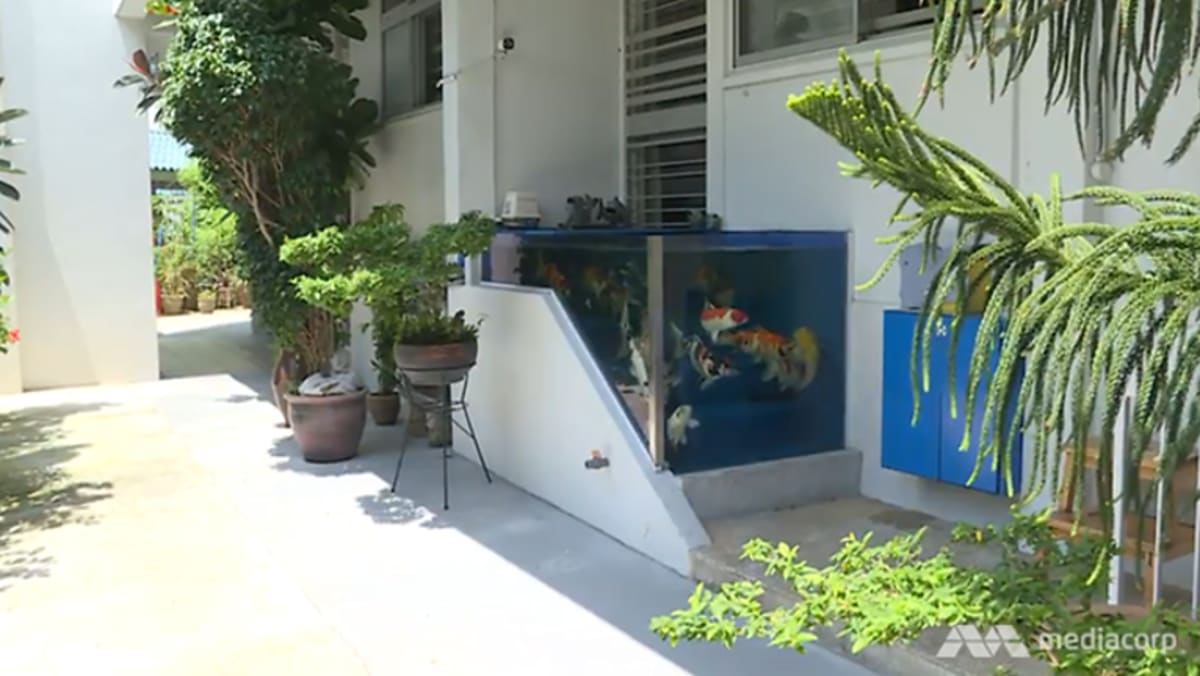Rayuan pemilik tangki ikan koi di luar flat Tampines ditolak HDB ...