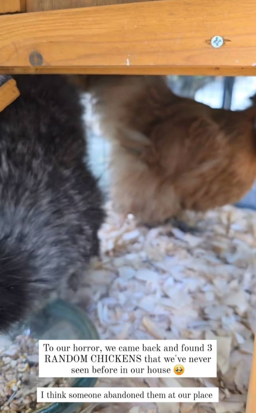 Chantalle Ng Finds 3 New Chickens In Her House; Neighbour Who Took Them ...