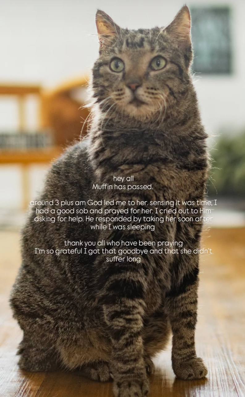 Rui En Grieves The Passing Of Her First Cat, Muffin, An SPCA Rescue - 8days