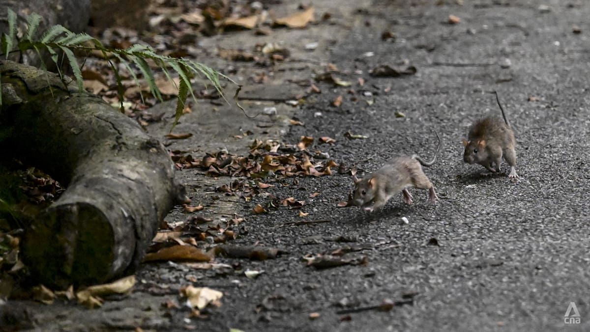NEA to tighten enforcement to reduce risk of rat infestations after ...