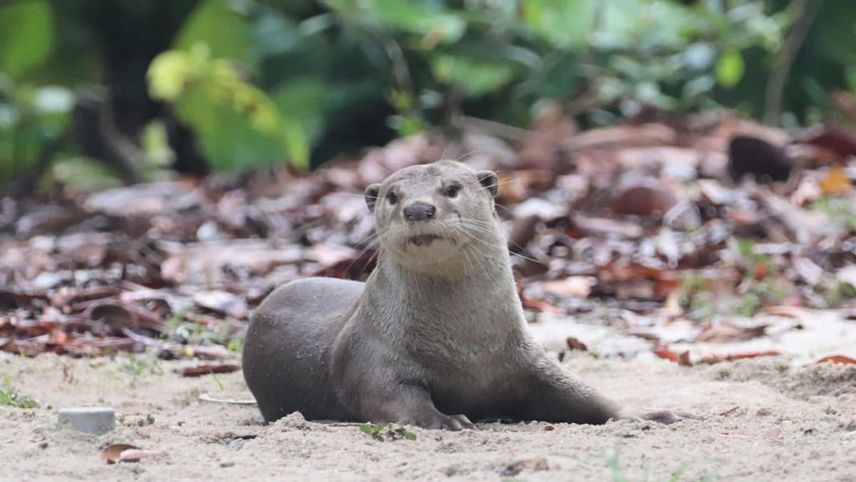 otter attack malaysia