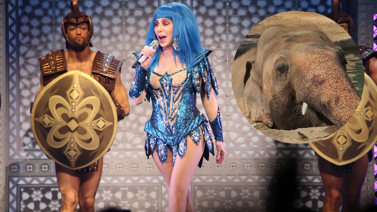 cher elephants