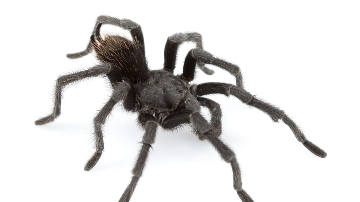 New tarantula is named after music legend Johnny Cash - TODAY