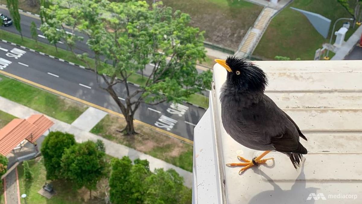 how to draw mynah bird