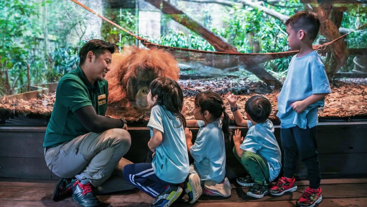 Mandai Wildlife Reserve to add overnight camping experience and a ZooSchool for kids in coming ...