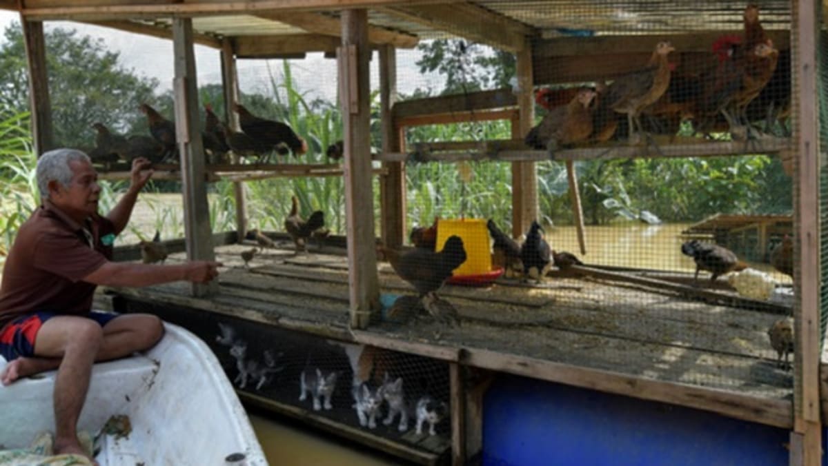 Warga emas bina reban terapung, demi selamatkan puluhan ayamnya dari ...