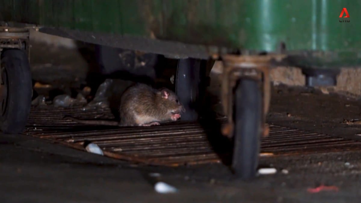 CNA Correspondent - Man Vs Rats - CNA