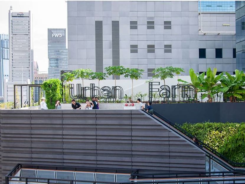 Raising the roof: Cultivating Singapore’s urban farming scene - CNA Luxury