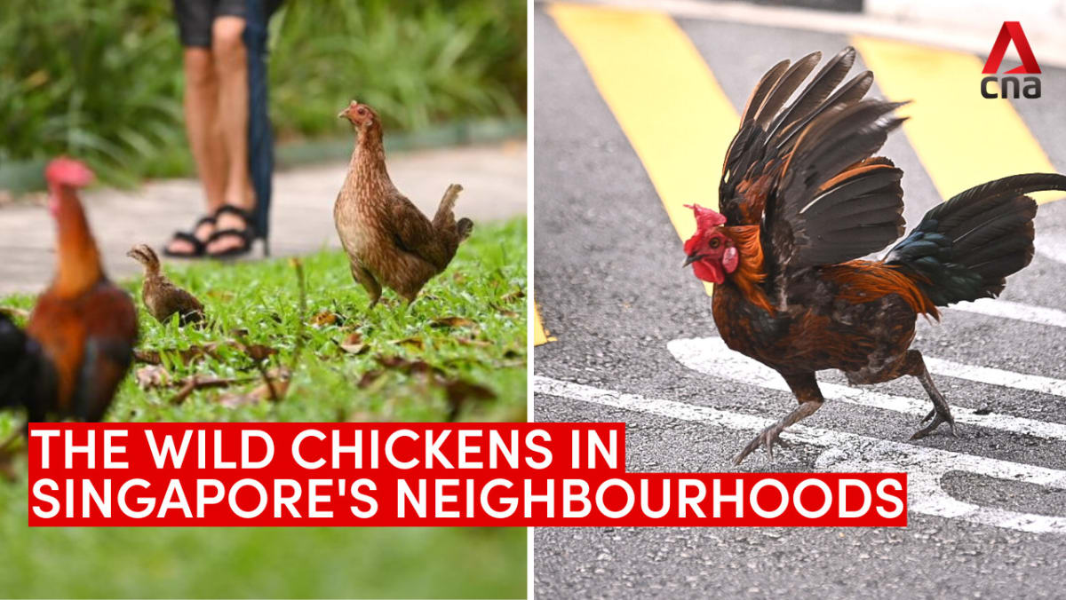 The wild chickens in Singapore's neighbourhoods | Video - CNA