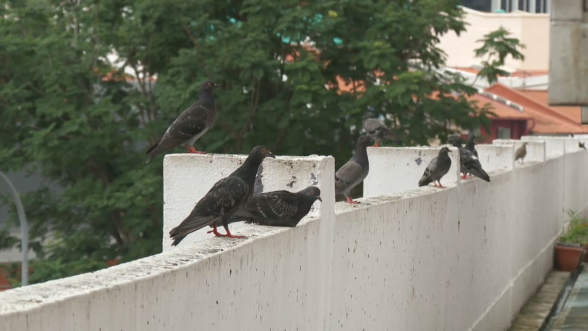 Talking Point 2024/2025 - How ‘Fowl’ Is Singapore’s Pigeon Problem? - CNA