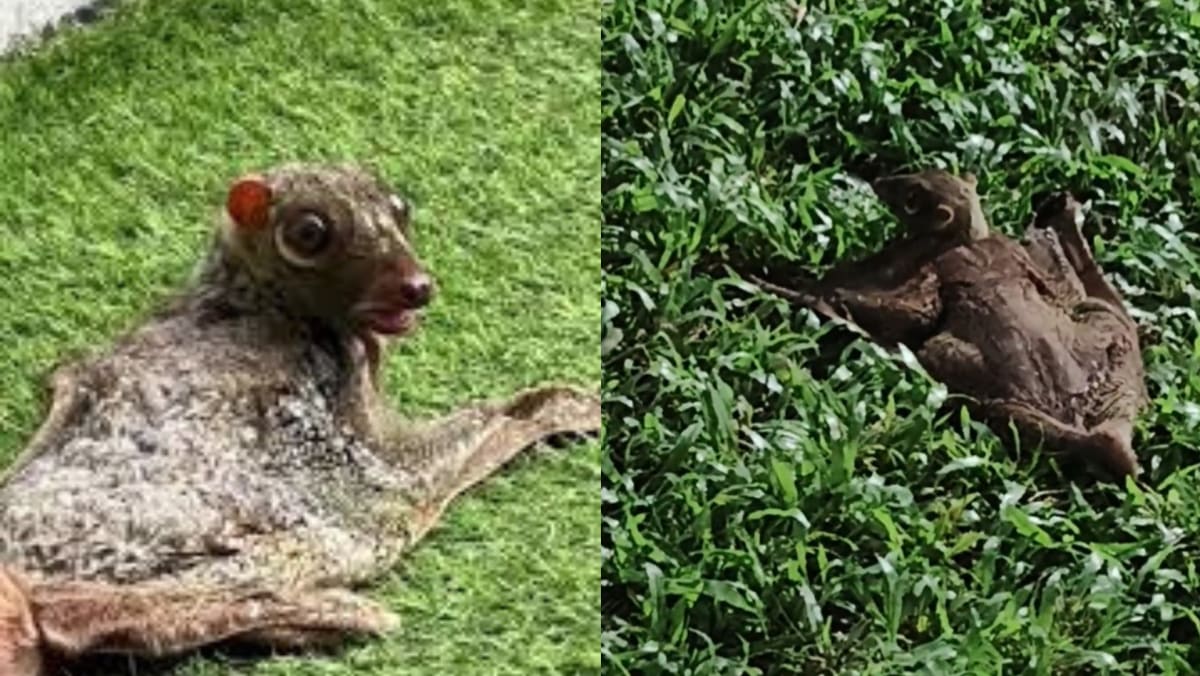 Winged Creature Seen Hopping On Ground After Crash-Landing Near HDB ...