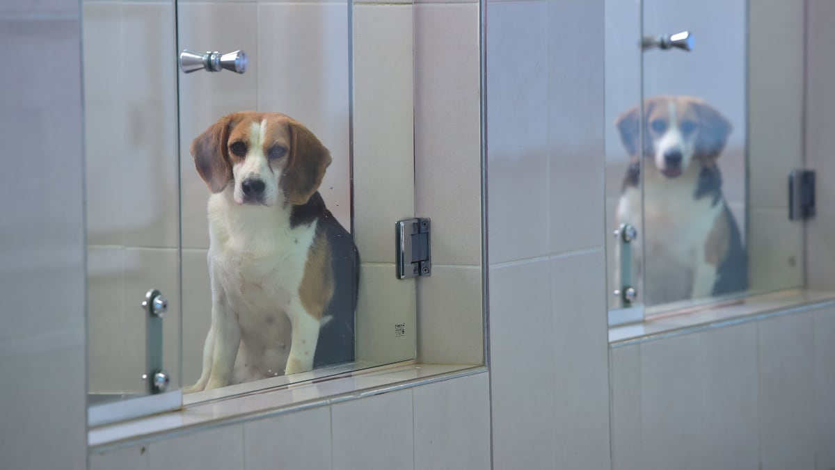 Fido forever? S Korea’s dog cloning clinic - TODAY