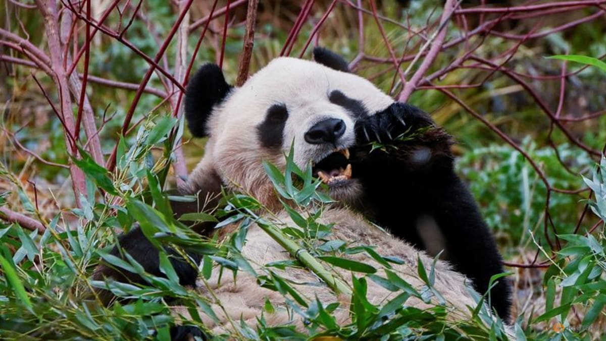 Britain bids farewell to its only giant pandas after 12 years - TODAY