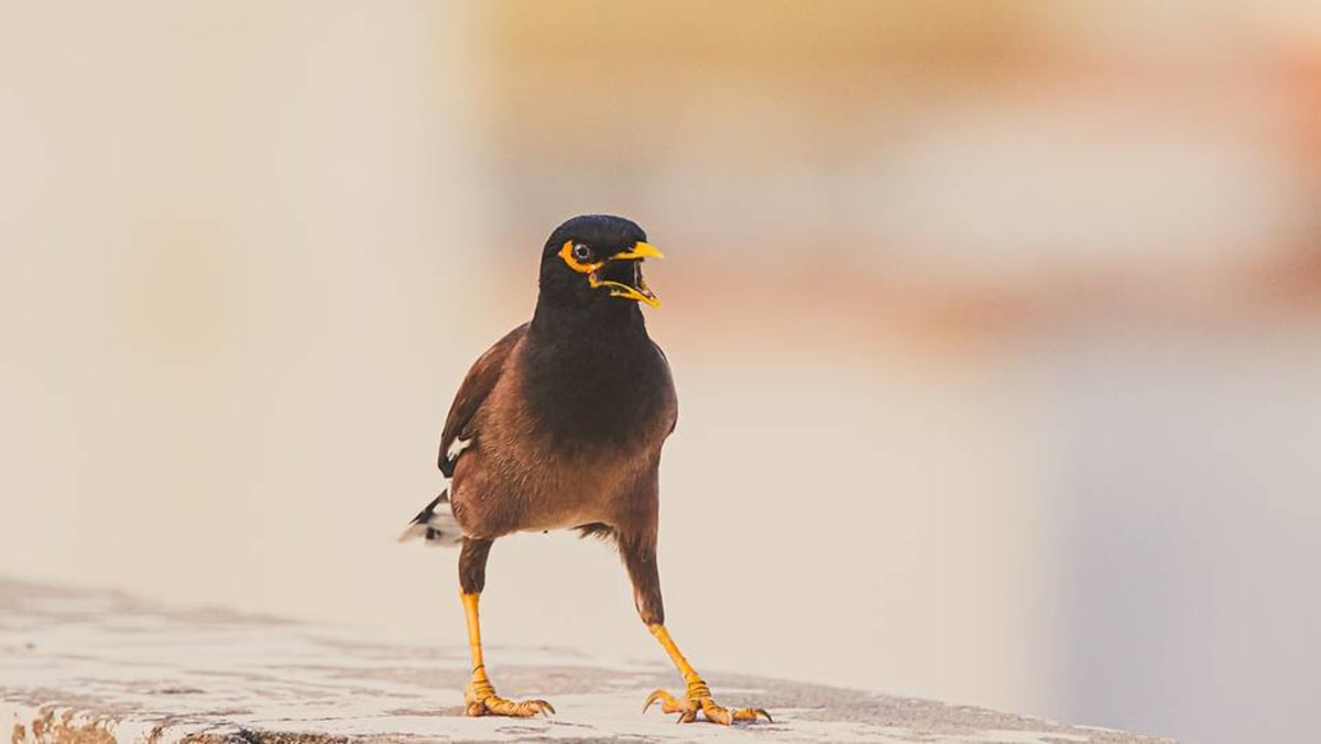 how to draw mynah bird