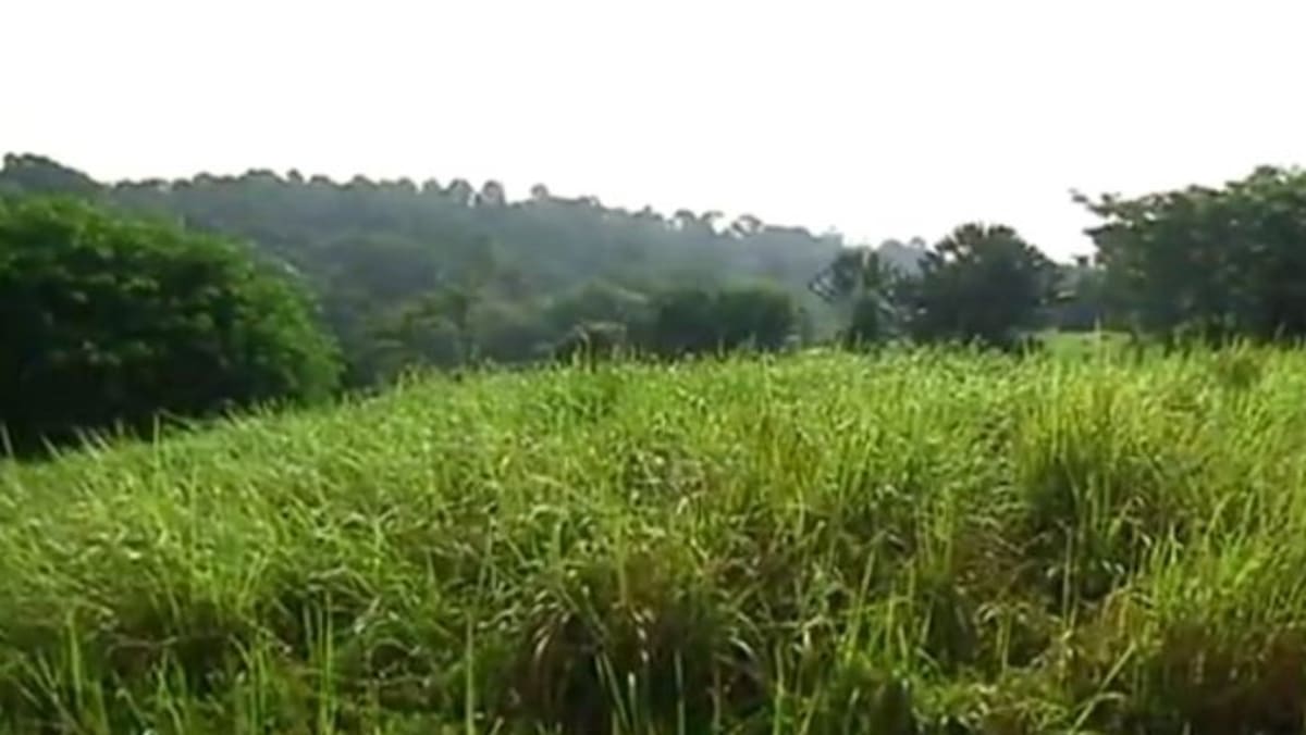 Taman Burung baru kini ditempatkan di selatan Mandai Lake Road - BERITA ...