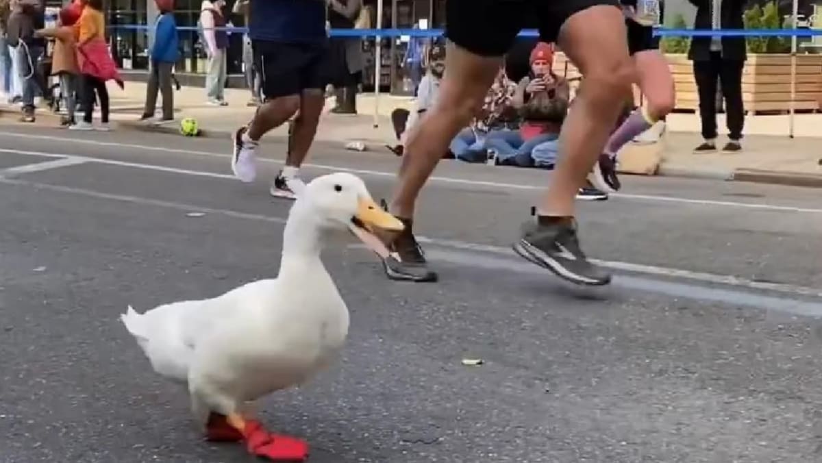 Duck wins hearts after appearing in NYC marathon in cute webbed ...