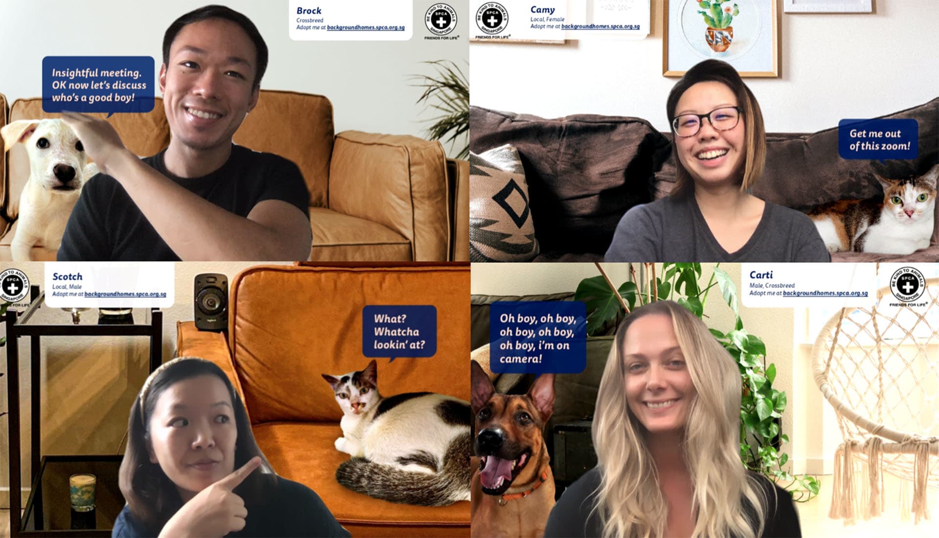 Pets Up For Adoption At SPCA Are Coming To You… On A Zoom Background ...