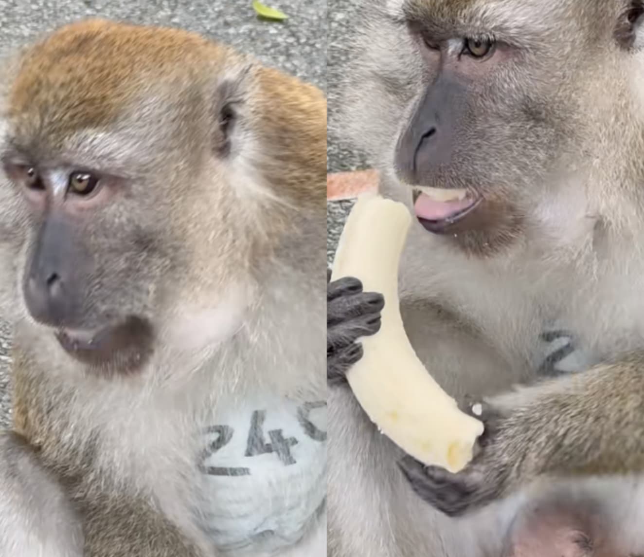 Monkey Steals Woman’s Bananas At S'pore Zoo, Gets Fat-Shamed - 8days