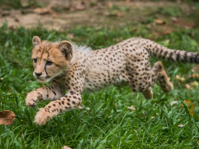 cheetahs top speed