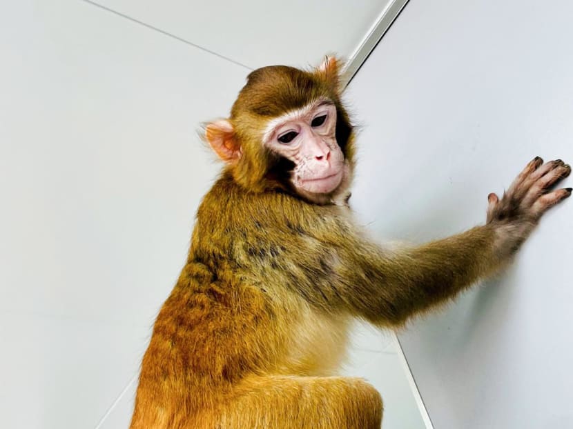 Scientists clone first rhesus monkey using new method - TODAY