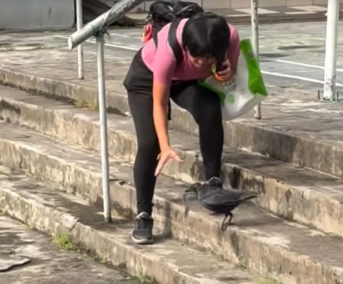 Crow Steals Money In M’sia; Ends Up In Funny Face-Off With 2 People Who ...