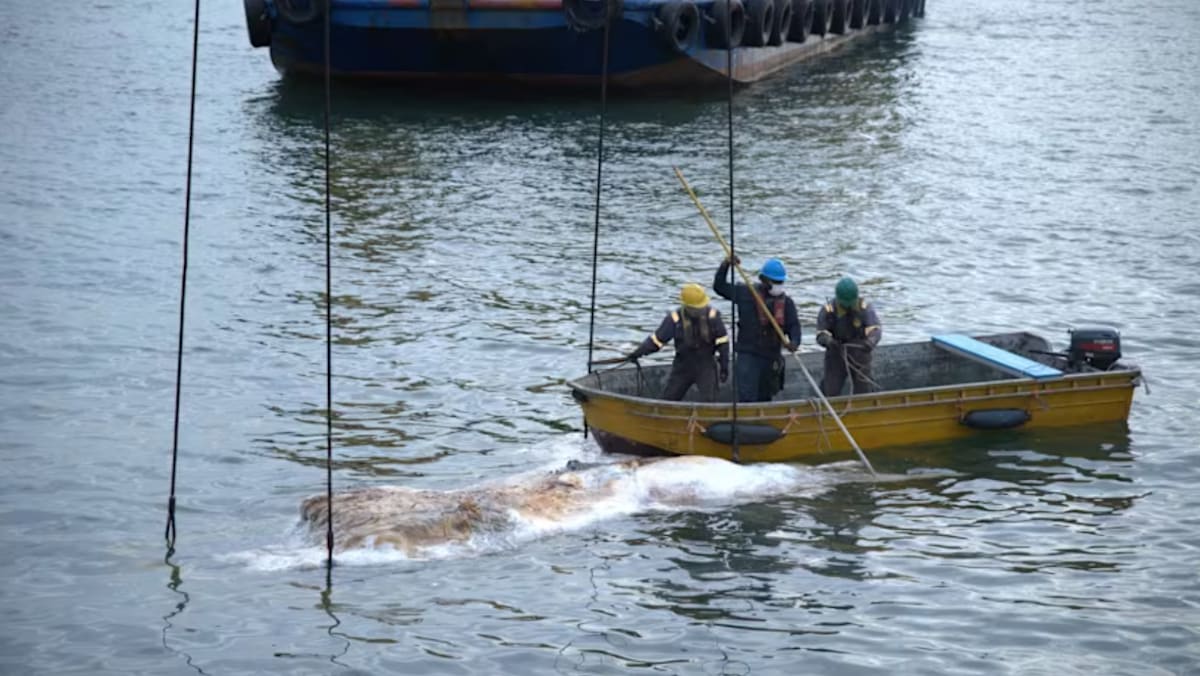 Bangkai ikan paus ditemui di perairan SG; kajian sedang dijalankan ...