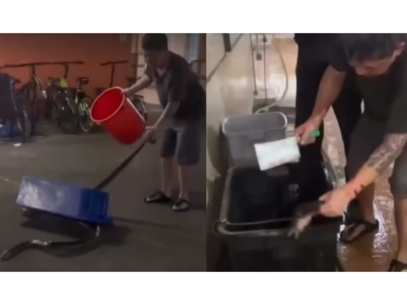 Men filmed brutally attacking and killing python; Acres appeals for ...