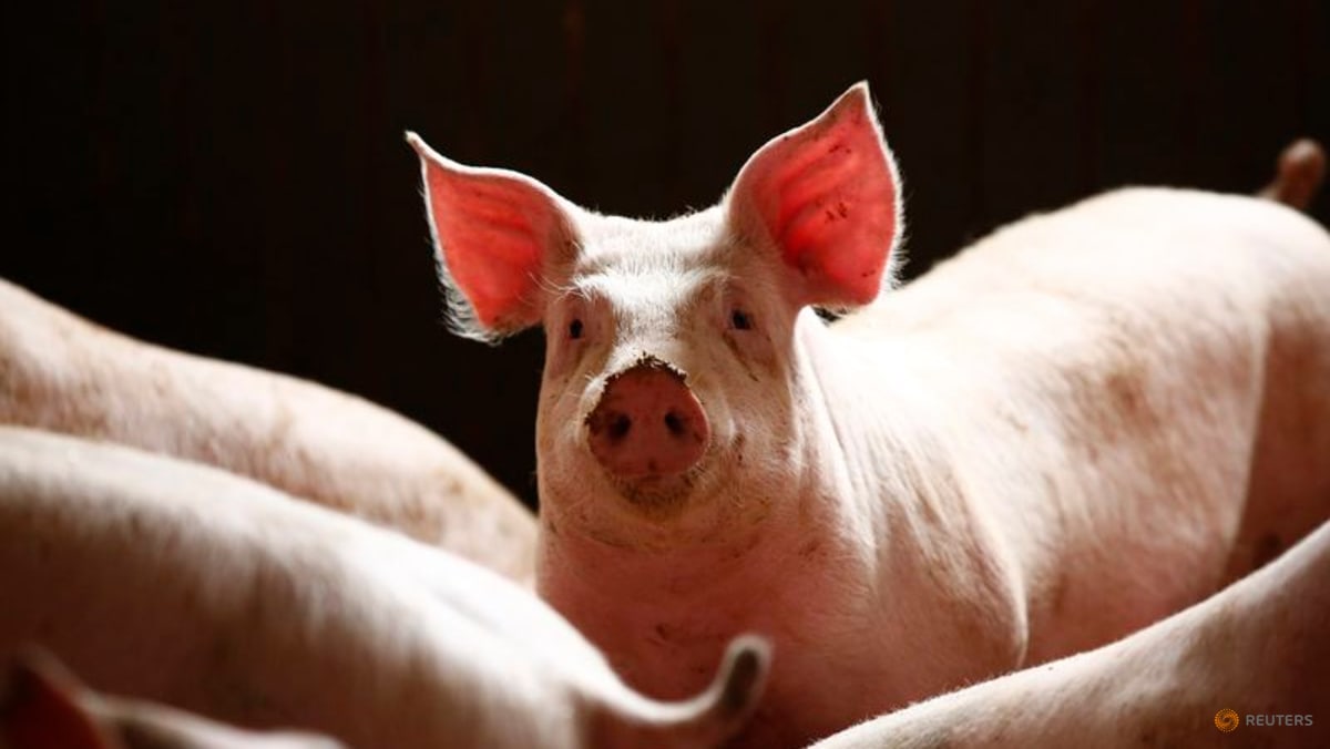 Commentary: Pigs can help solve organ donation problem - CNA