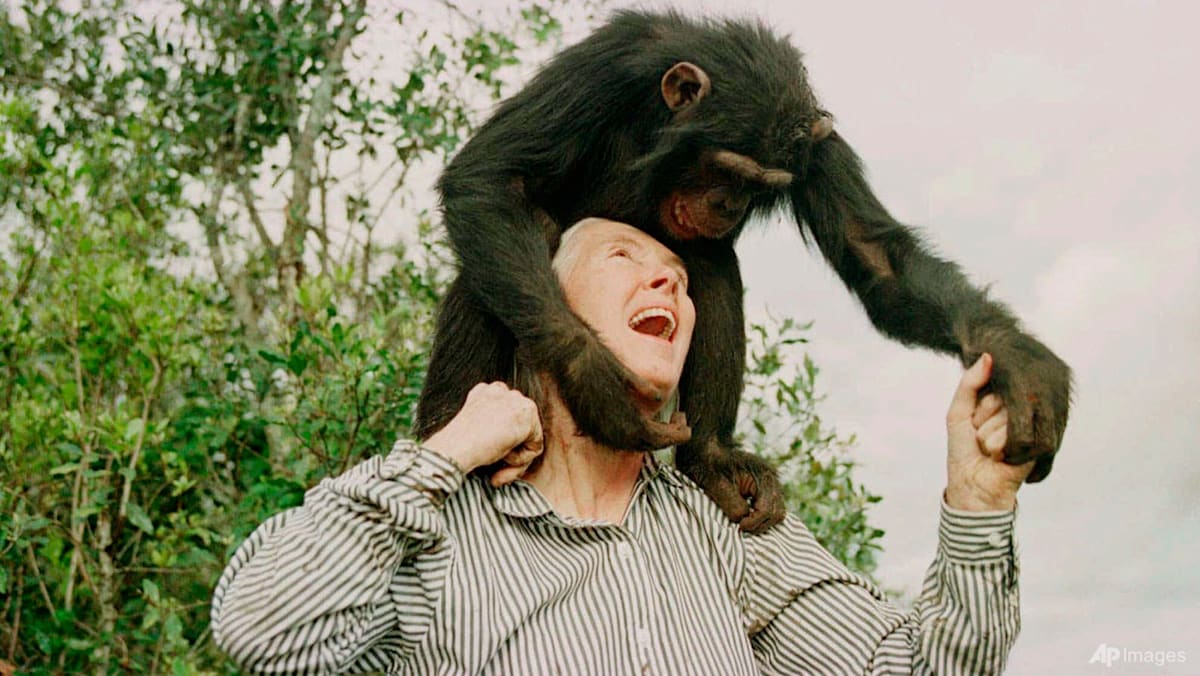 Wildlife advocate, primate expert Jane Goodall dies at 91 - CNA