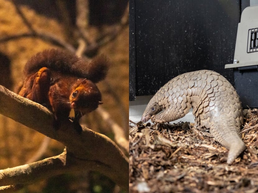 Night Safari will soon have a new walking trail where visitors can see ...